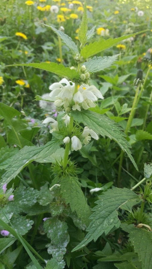 L’ami des potagers bio : le purin d’orties ! - Louvre-Lens